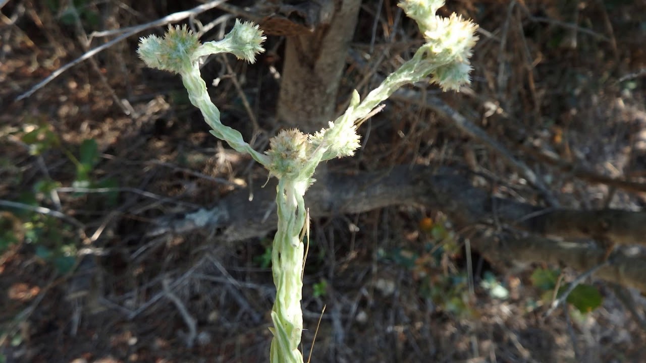 Filago vulgaris or Filago germanica, commonly known as common cudweed ...