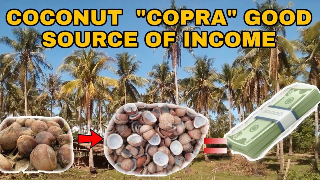 COPRA MAKING PROCESS||COCONUT GOOD SOURCE OF INCOME - YouTube