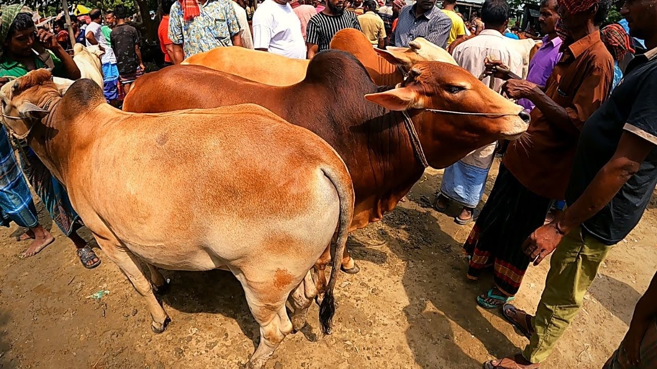 cow videos, cow video, big cow, goru hamba cow, Cow market Epi- 01 ...