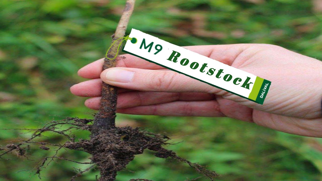 All About M9 Rootstock | एम 9 रूटस्टॉक | M9 Rootstock Plant | UHDP ...
