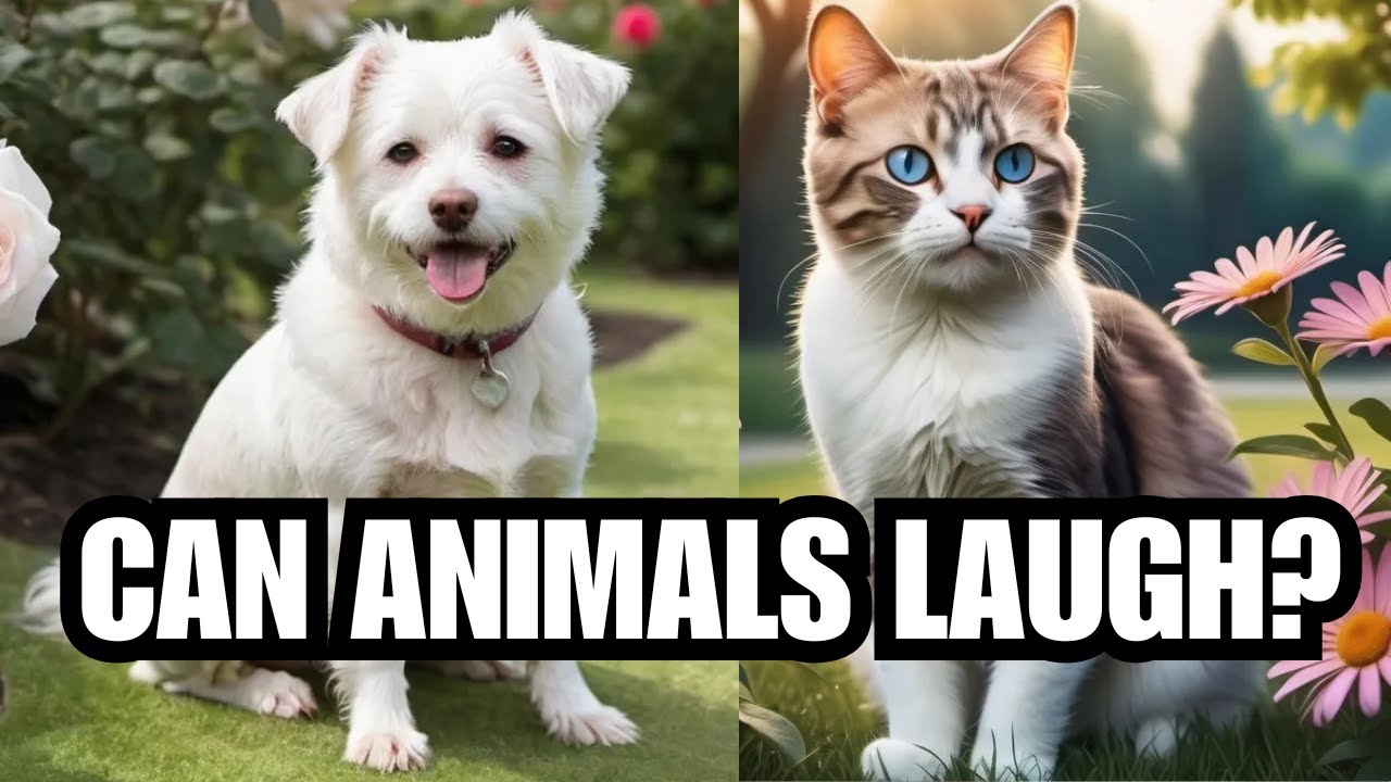 Can Animals Laugh? | Animal Emotions for Kids | Animal Fun Facts for ...