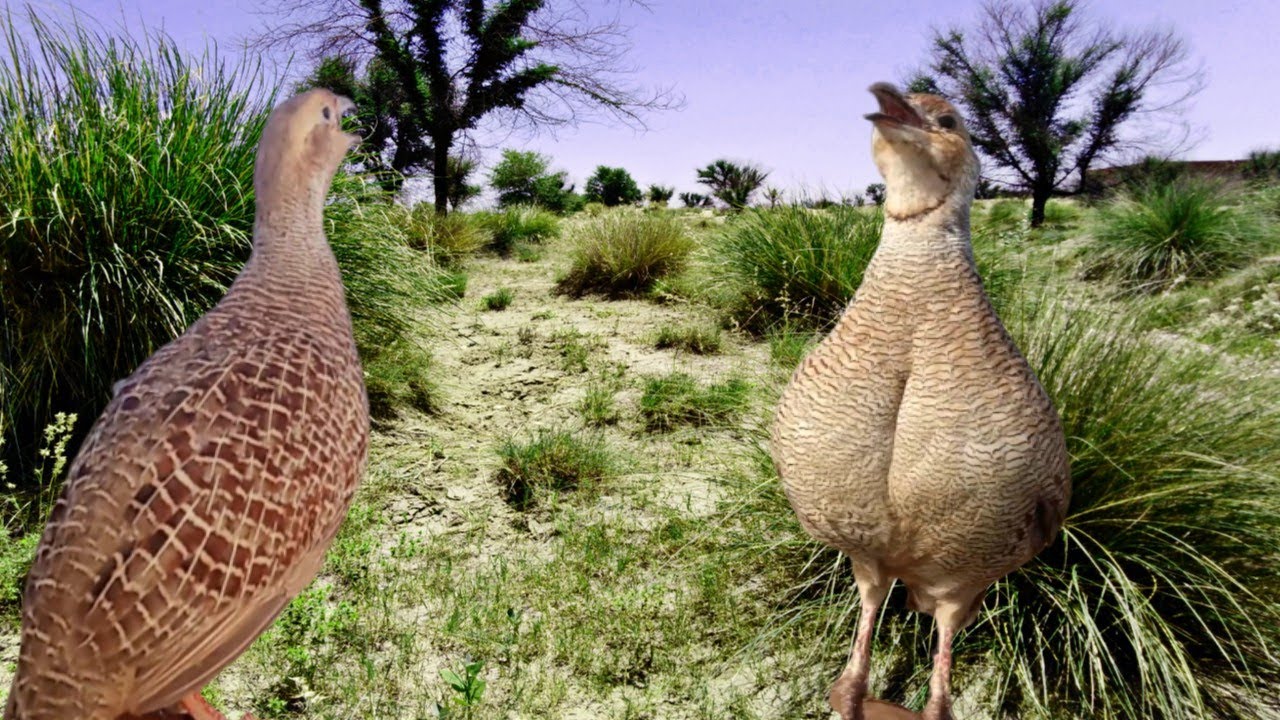 Tetar awaz | tetar sound | female teetar voice | gray francolin teetar ...