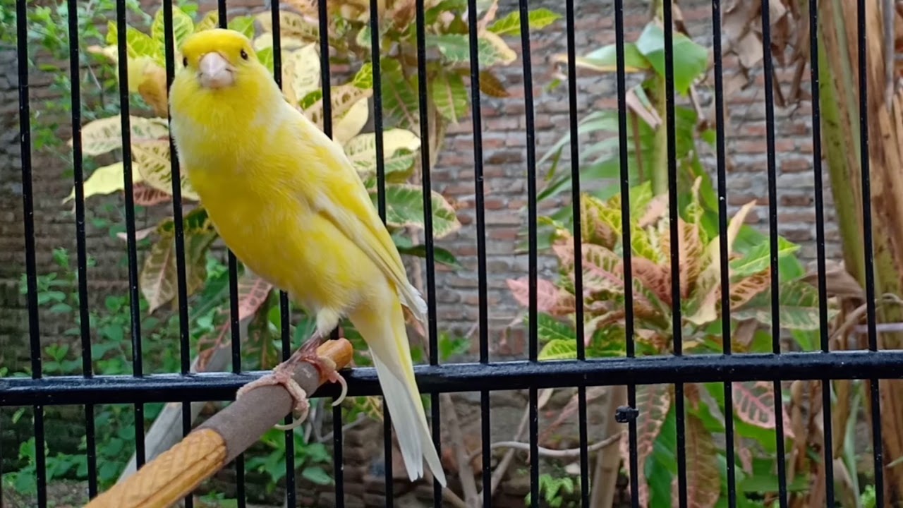 Kenari lokal - YouTube