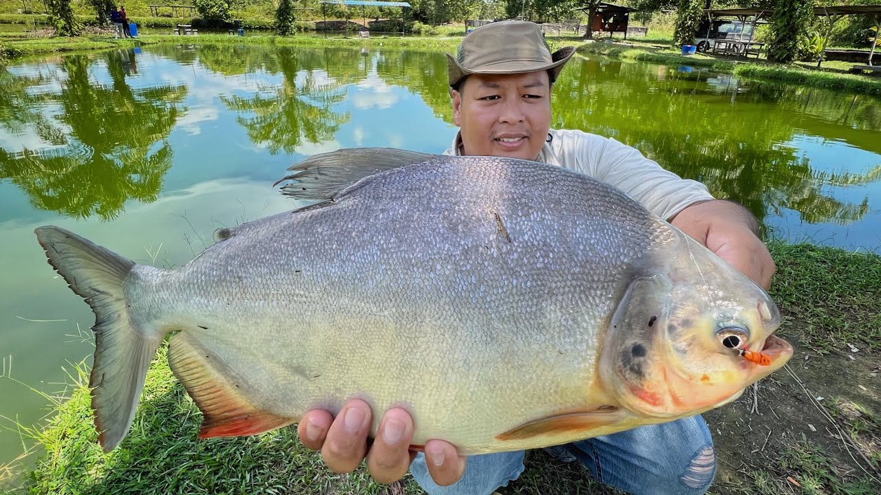 Pacu on fly - YouTube