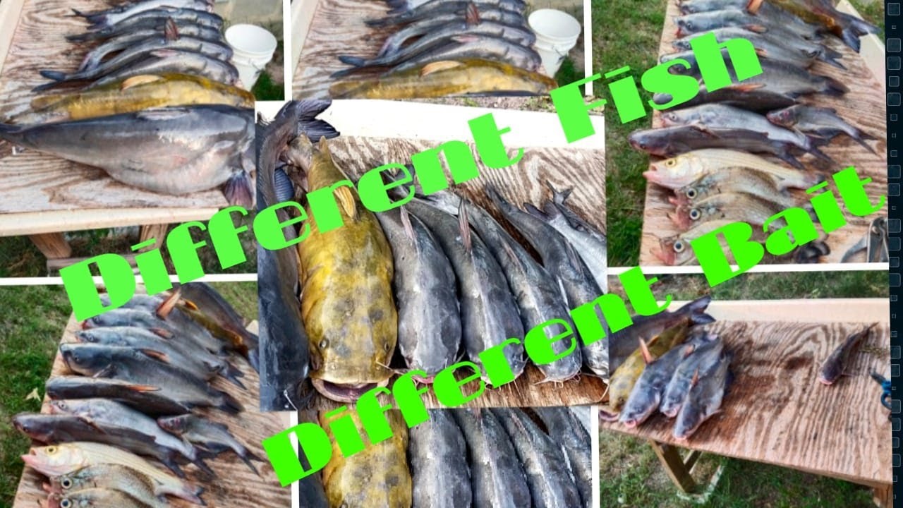 Hulyo 9, 2022 THE FULL EPISODE OF SUMMER CATFISHING WITH DIFFERENT BAIT ...