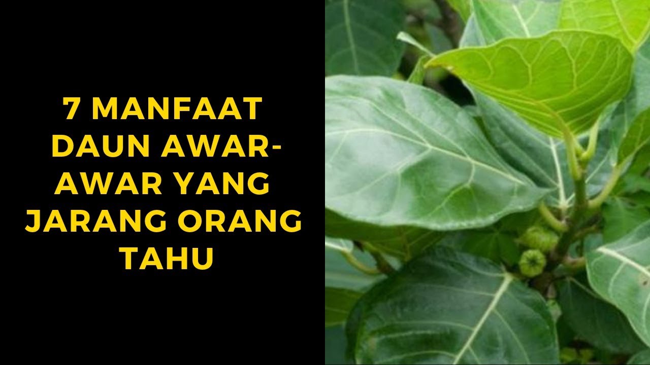 7 Manfaat Daun Awar Awar dan Cara Pengolahannya - YouTube