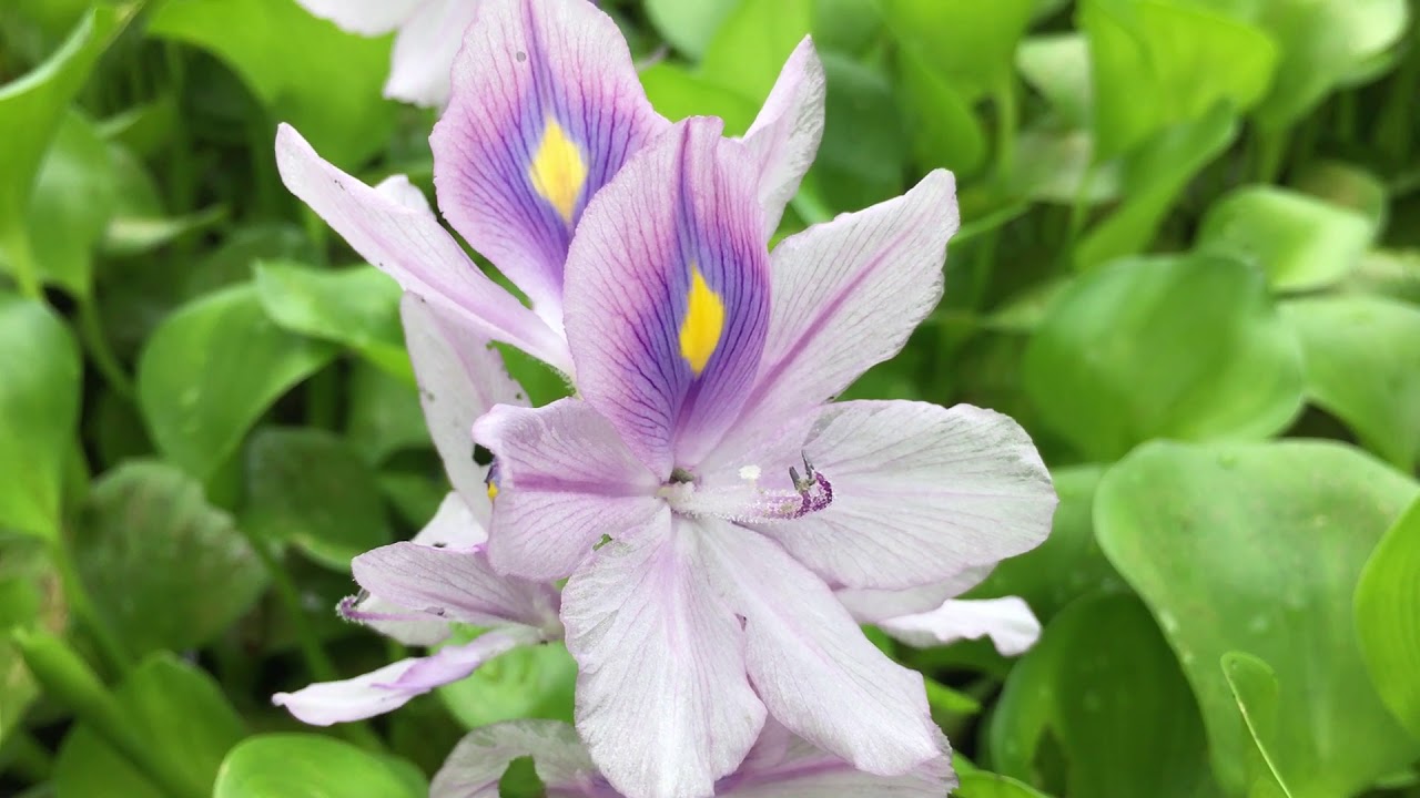 The beauty Of A Japan Jabara Flower. | Everything - YouTube