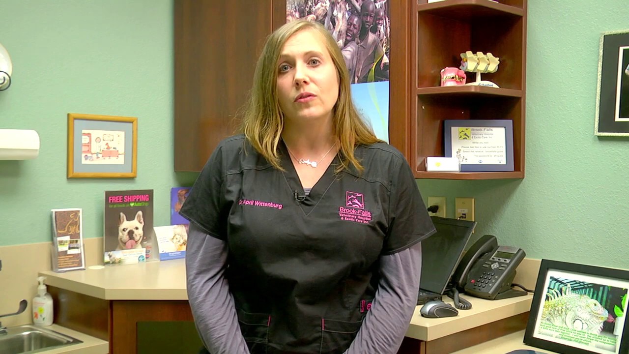 Expert Veterinary TV - Episode #9 Vaccines - YouTube