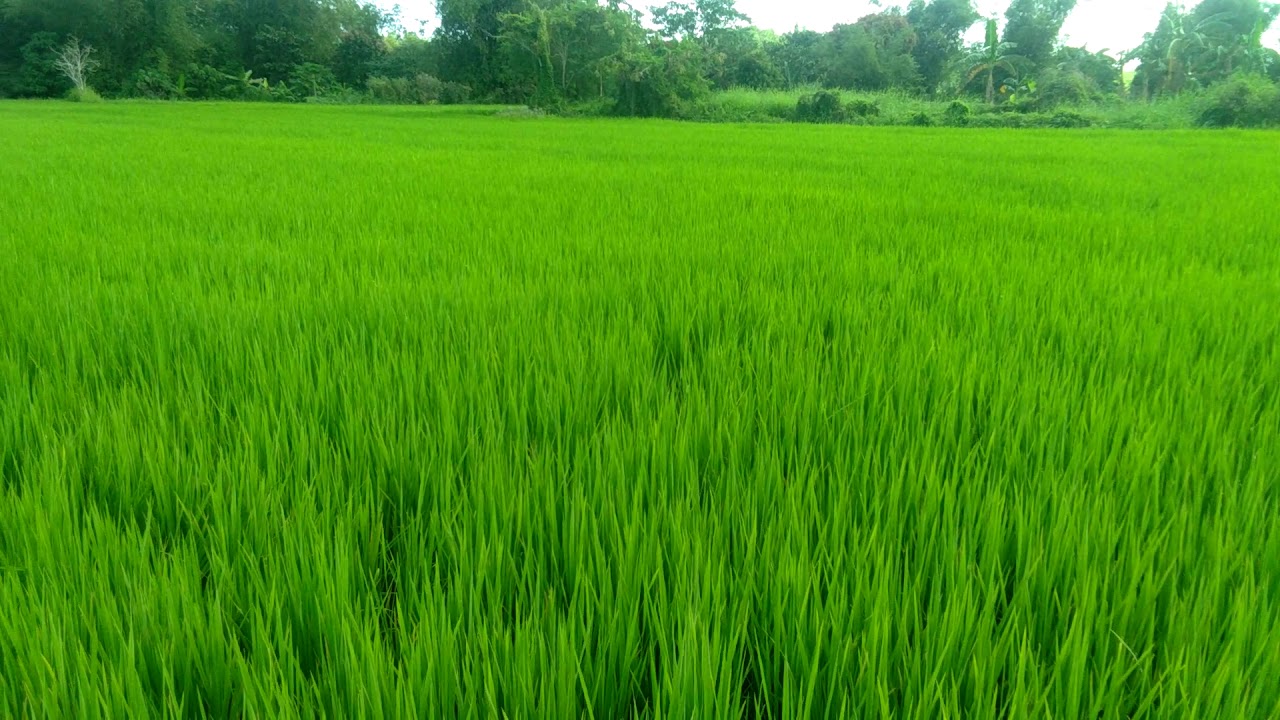 Inbred seed RC 160 - YouTube