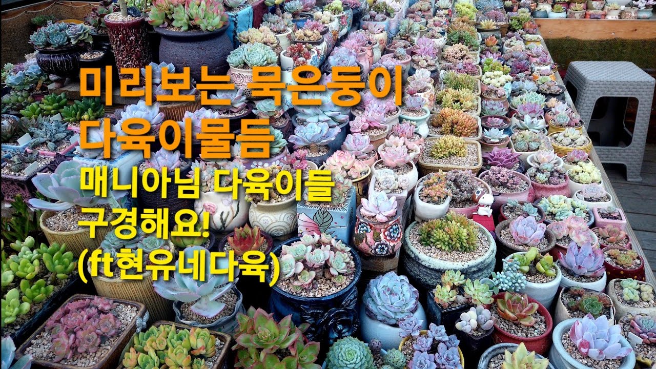 미리보는 묵은둥이다육 물듬매니아님다육 구경해요 묵은둥이다육 다육색깔이환상 고수님다육 빨간창다육비교 먼로 홍상생술