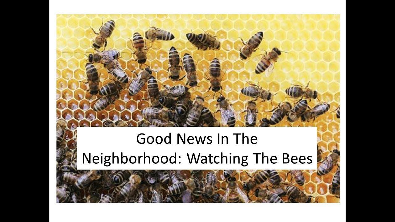 Good News In The Neighborhood: Watching The Bees - YouTube