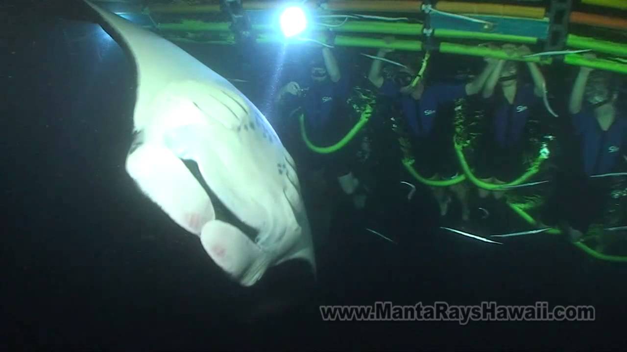 Manta Ray Movie - YouTube