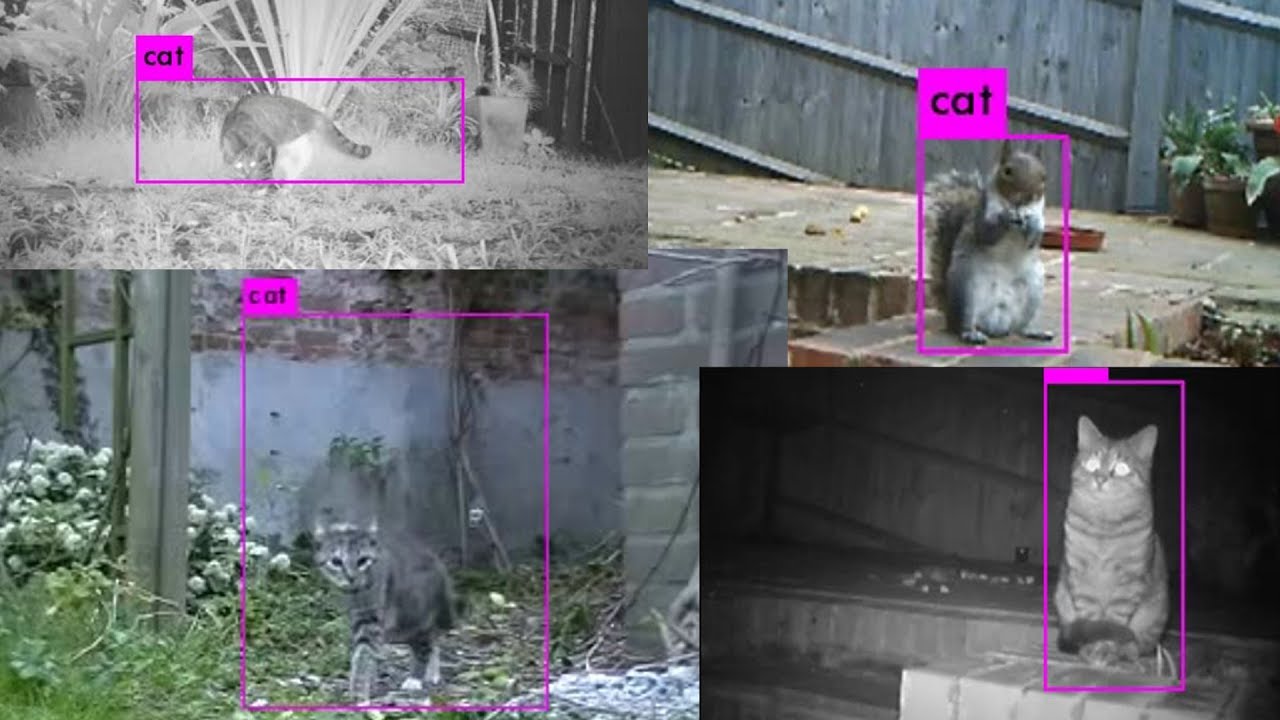 Demo Video Cat-Detect - YouTube