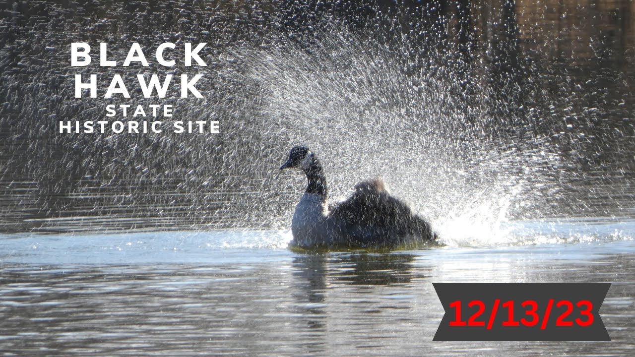 Birding Black Hawk State Historic Site - YouTube