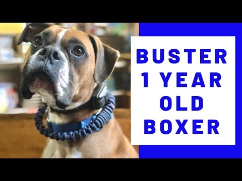 Buster | 1 Year Old Boxer | Obedience Training | Off Leash Training ...
