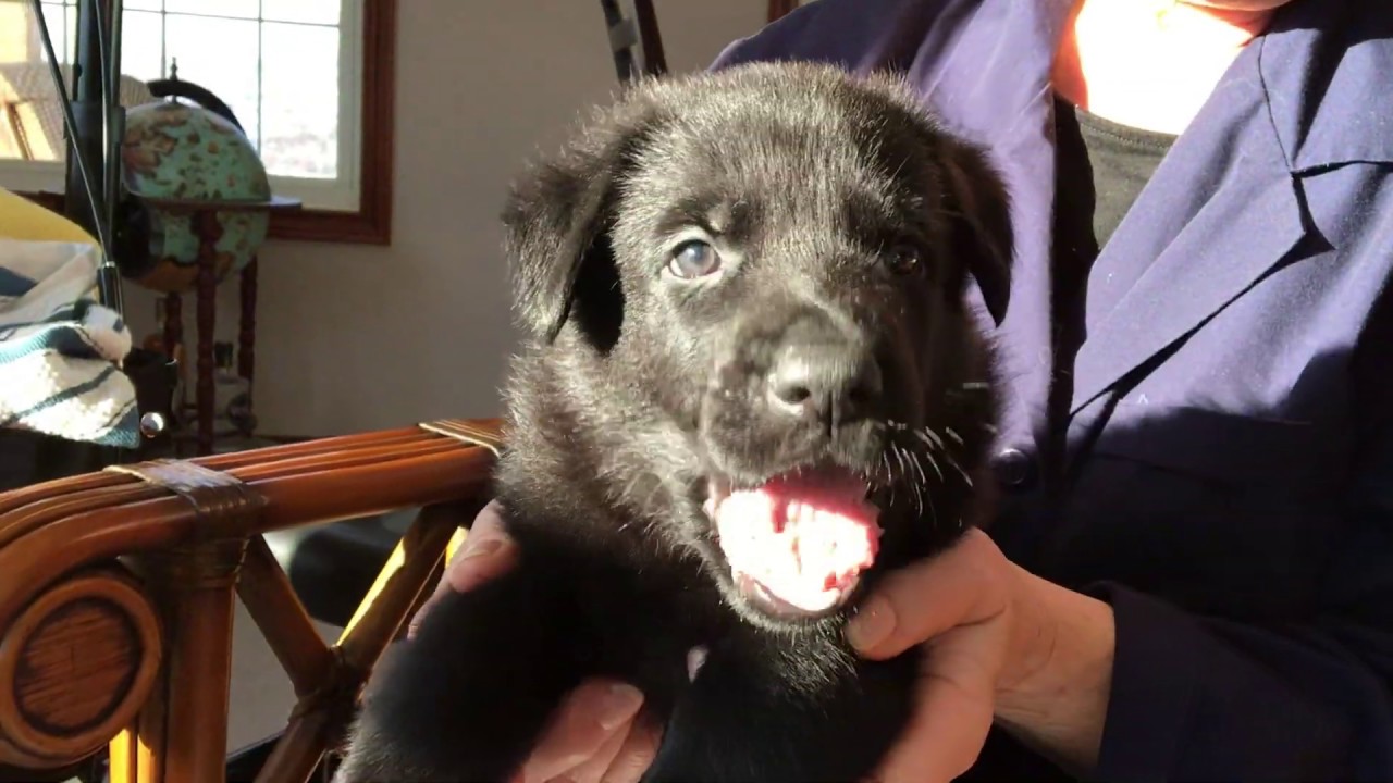 Puppy introductions week 5 - YouTube