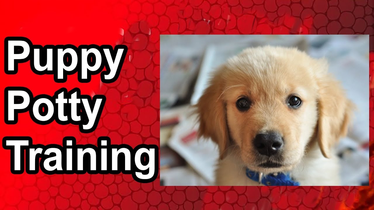 Puppy Potty Training (Inside,Outside,Crate,House Training) - YouTube