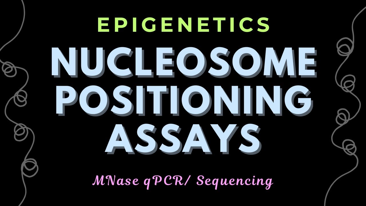 MNase Digestion-qPCR/ sequencing | Nucleosome Positioning Assays ...