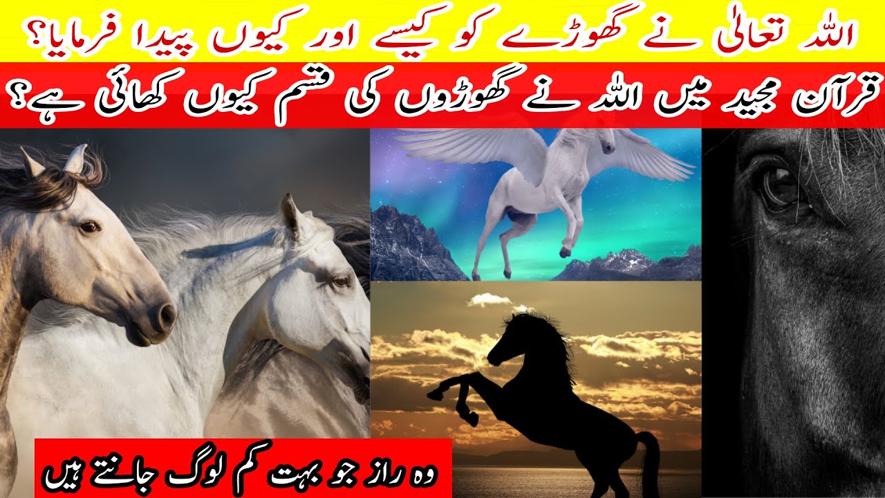 How did Allah Created Horses 🐎🐎 ? | & Who was the first Horse Rider ...