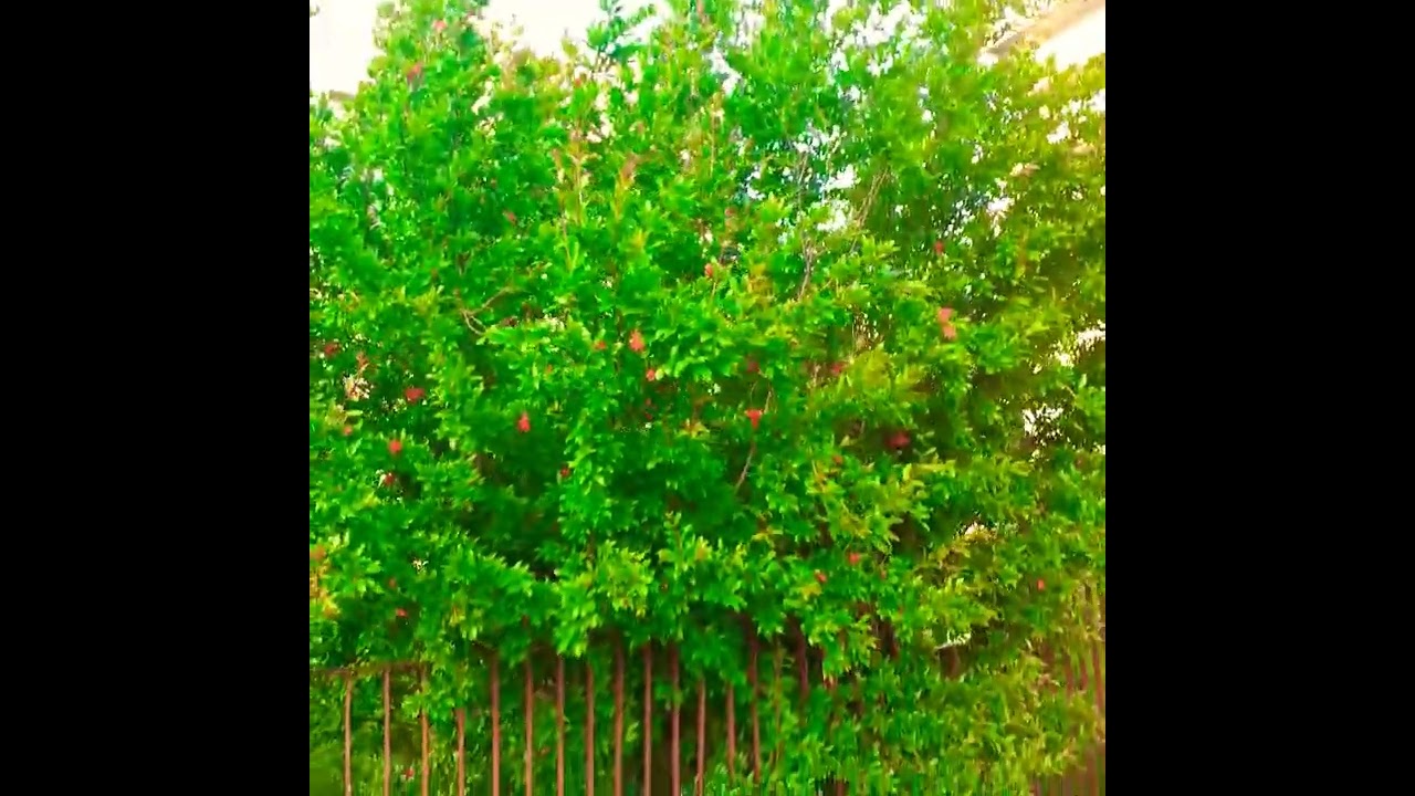 ♻️ RODIU ÎNFLORIT în ARAD ♻️ FLORI de RODII - YouTube