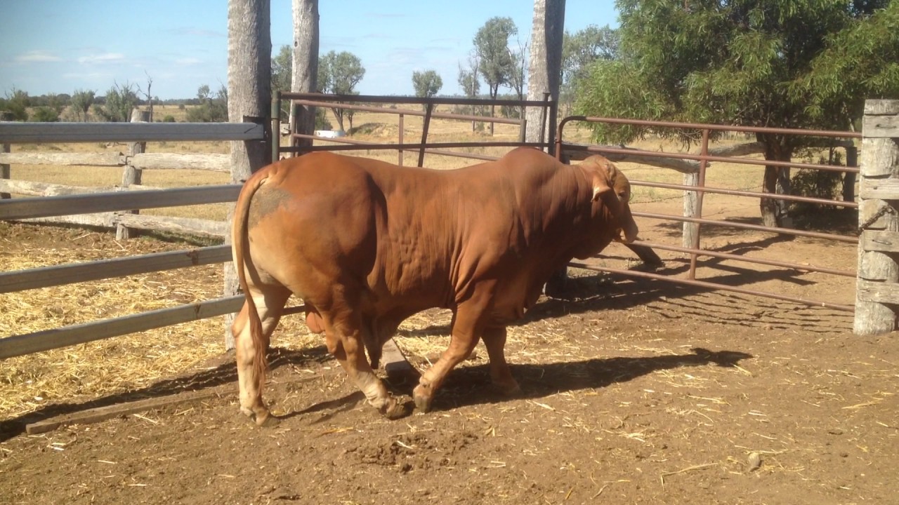 Droughtmaster stud bull - YouTube