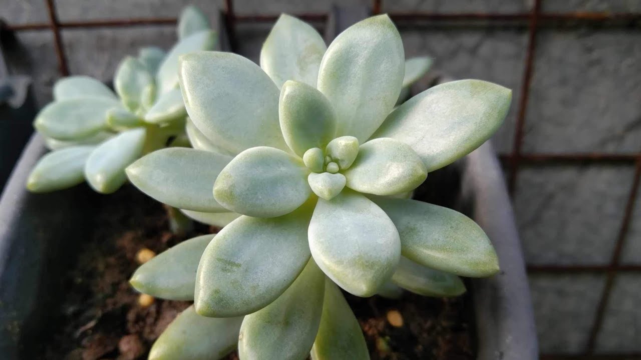 Succies /succulent good morning everyone - YouTube