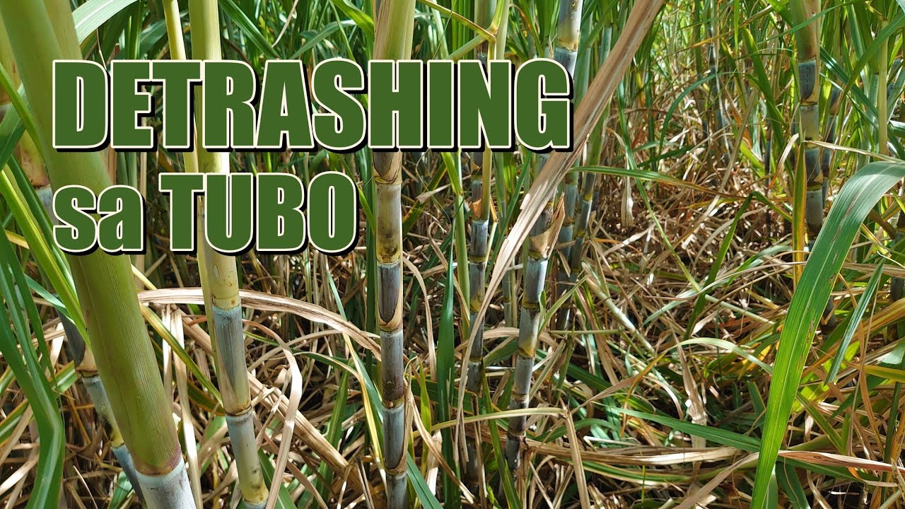 DETRASHING SA TUBO (6-7 MONTHS OLD) - YouTube