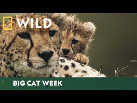 The Big Cats Are Back! | Big Cat Week | National Geographic Wild UK ...