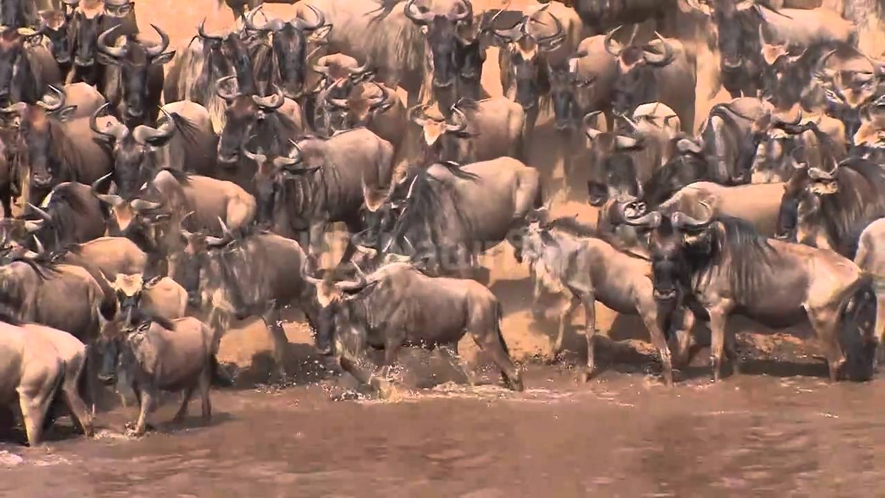 Gnu Crossing am Mara River - wildebeest crossing at the Mara-River ...