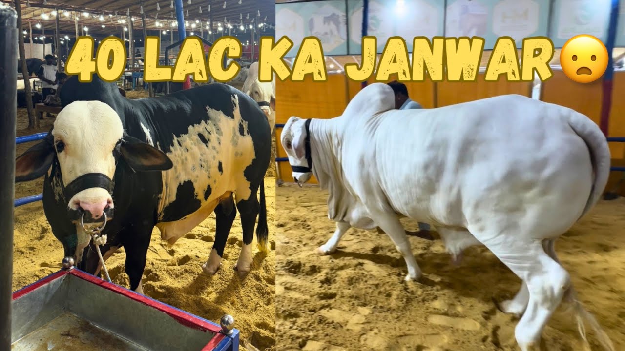 40lacs ka janwar😦😍 | Mandi scene | HamzaShykh - YouTube