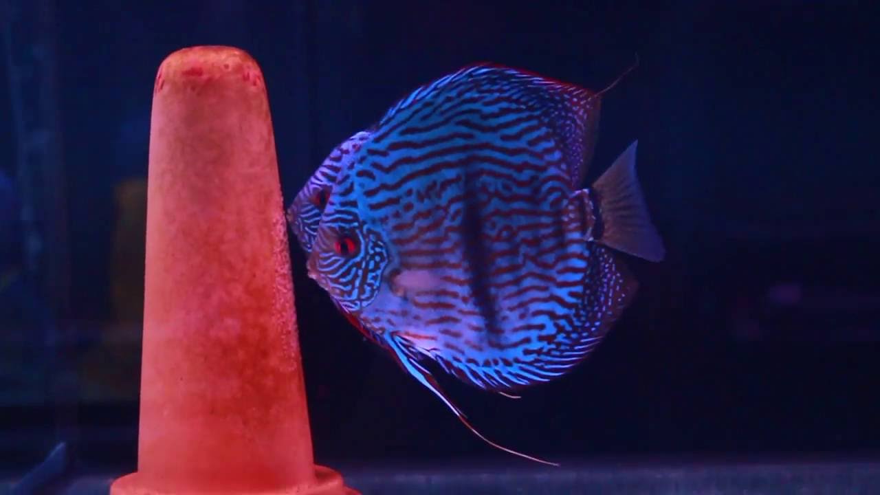 Heckel cross discus spawning (Galaxy Discus) - YouTube