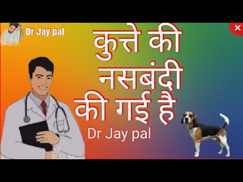 castration of dog 🐕 by Dr Jay - YouTube