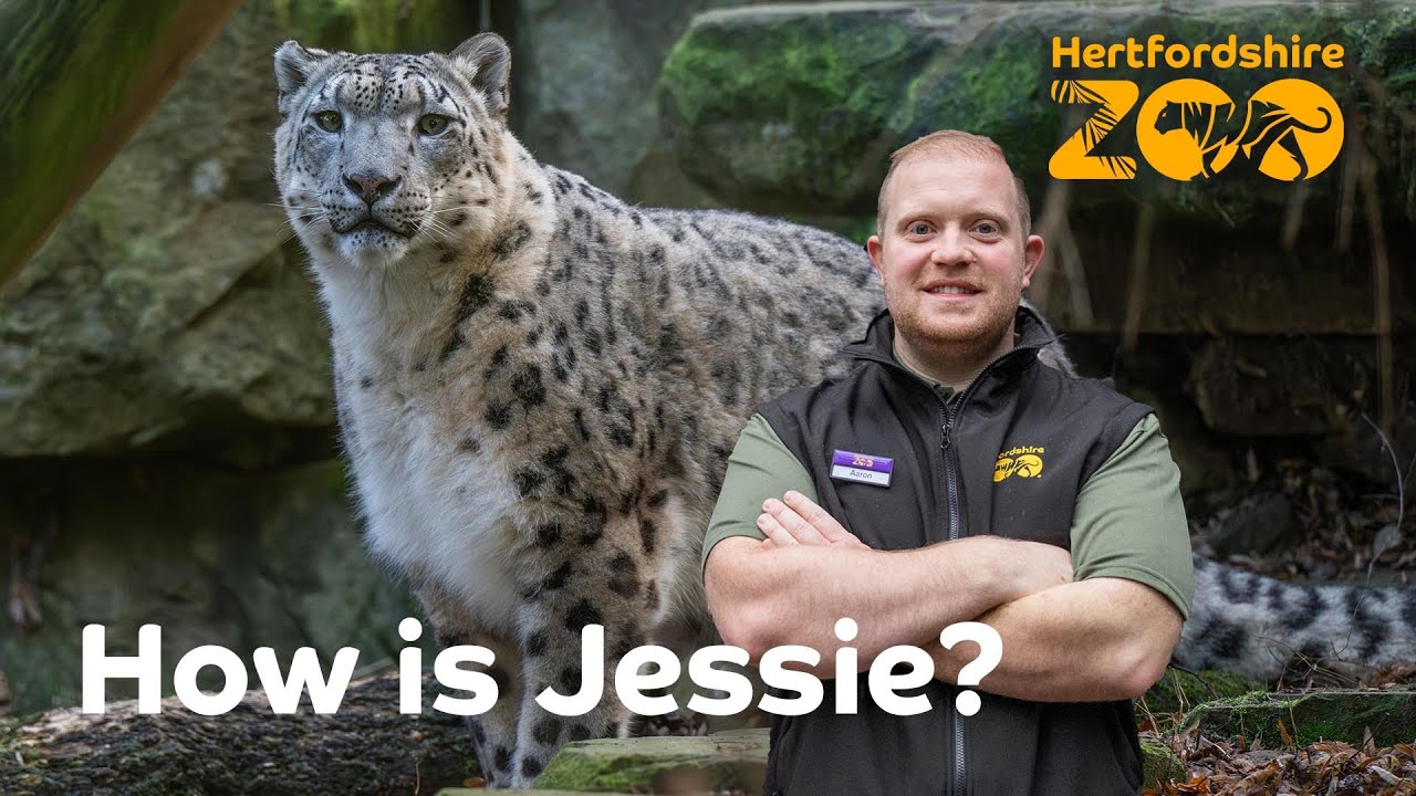 Jessie the Snow Leopard Update 💜 | Hertfordshire Zoo - YouTube
