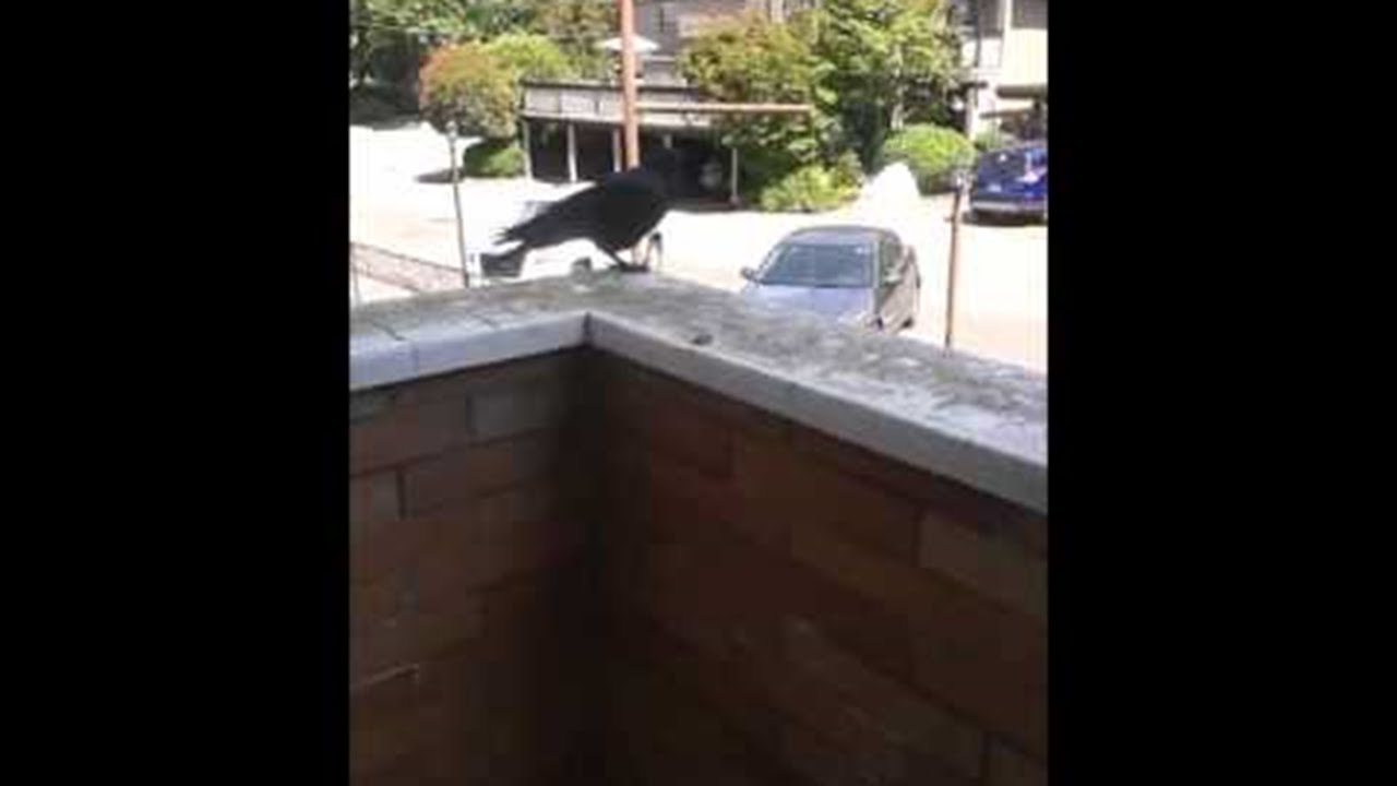 Crow Says Hello || ViralHog - YouTube