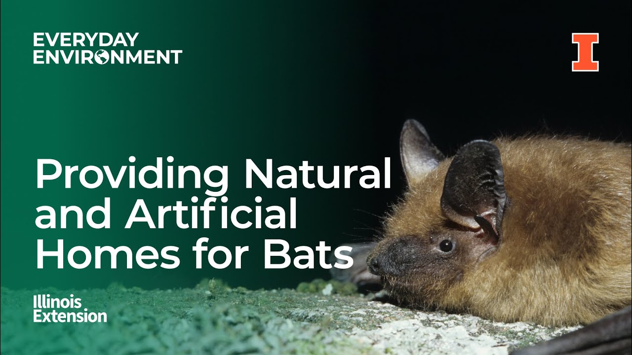 Providing Natural and Artificial Homes for Bats, Everyday Environment - YouTube