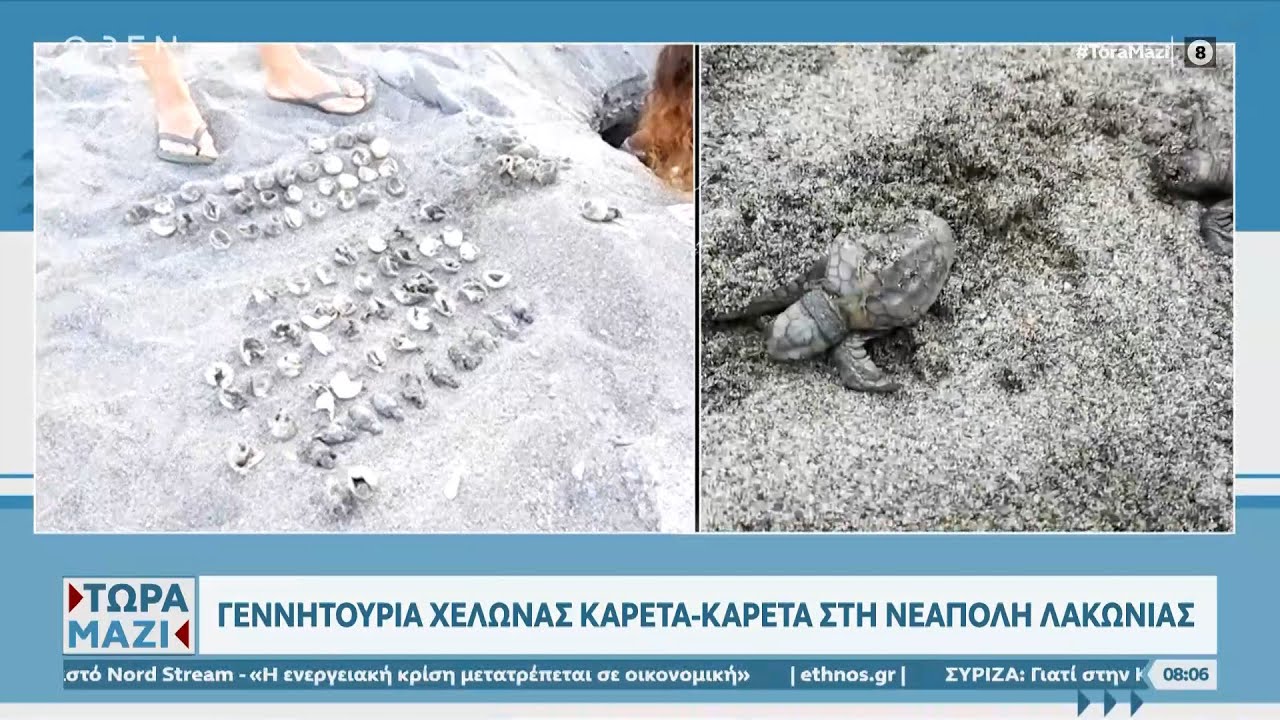 Γεννητούρια χελώνας Καρέτα – Καρέτα στη Νεάπολη Λακωνίας - YouTube