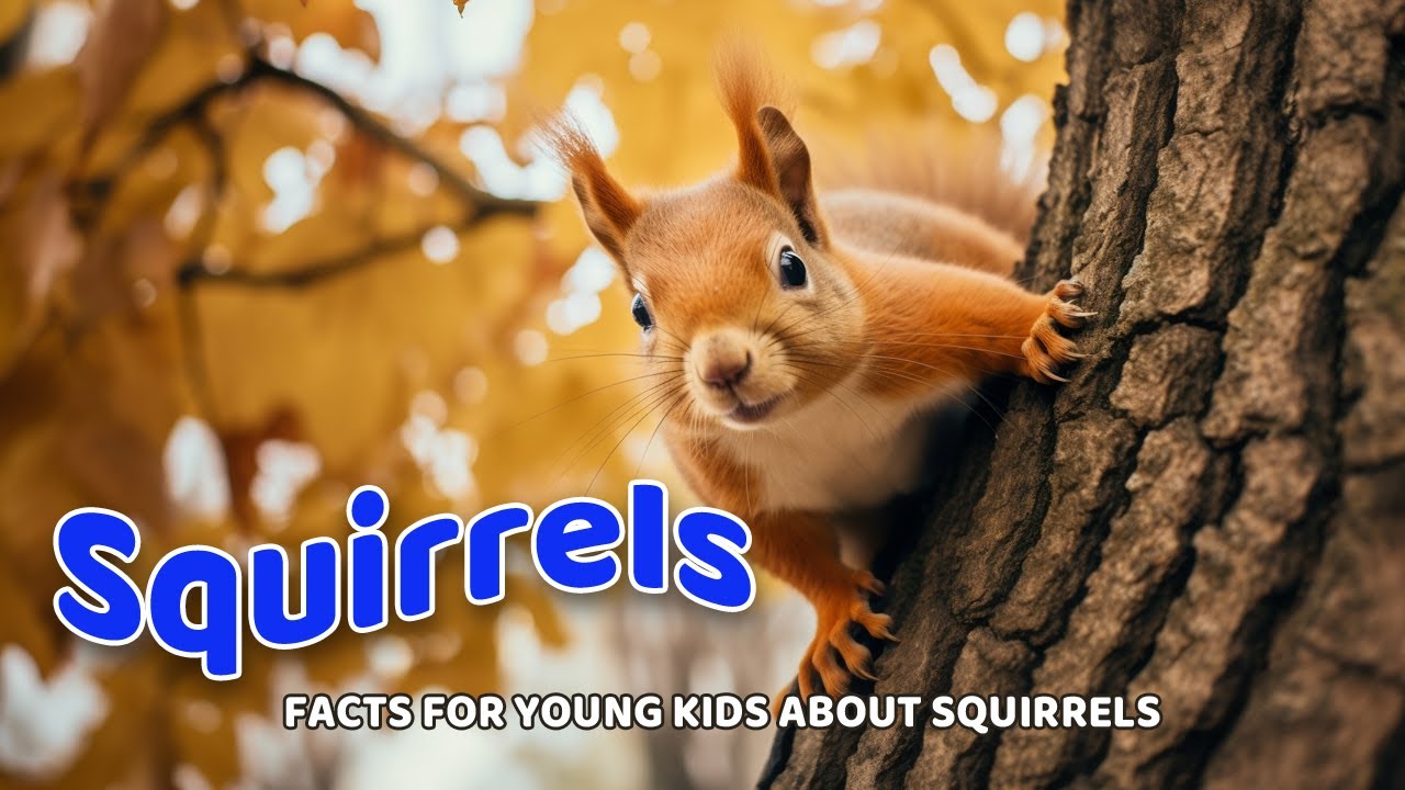 Squirrels 🐿️ Fun Facts for Little Explorers - YouTube