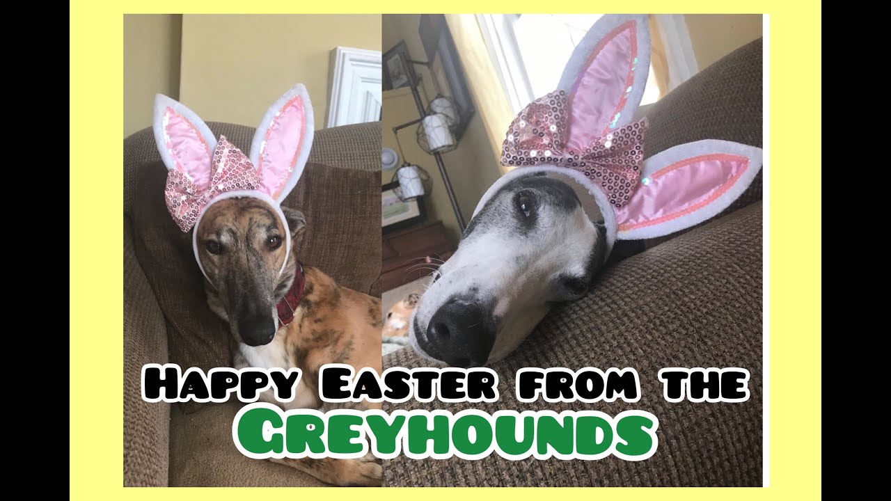 A greyhounds guide on how to catch the Easter bunny!🐰 - YouTube