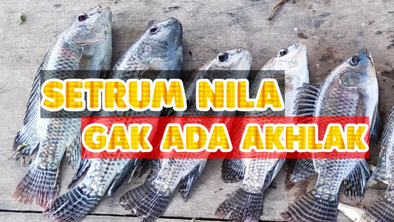 Setrum Ikan Gak Ada Akhlak! Setrum Elektrik PAC PDC Terbaik Untuk ...
