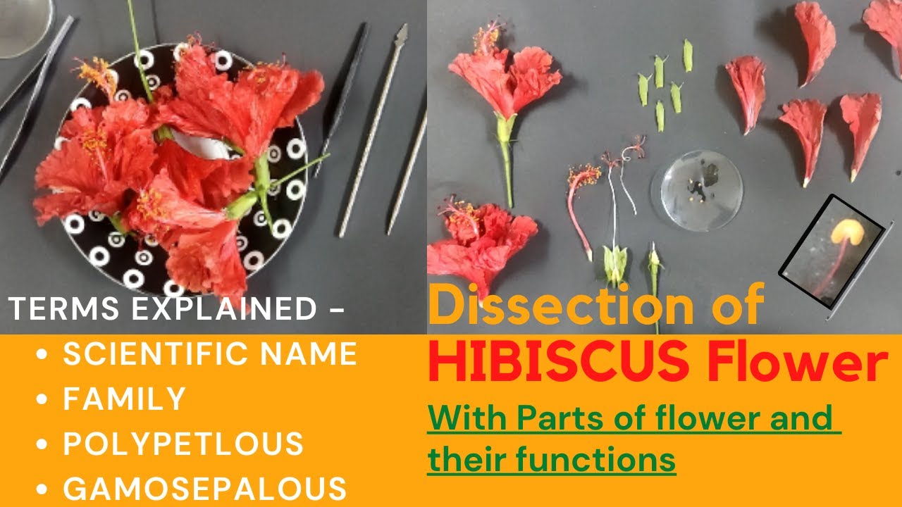 Dissection Of Hibiscus Flower Part Of Flower Explained How To dissection-of-hibiscus-flower-part-of-flower-explained-how-to
