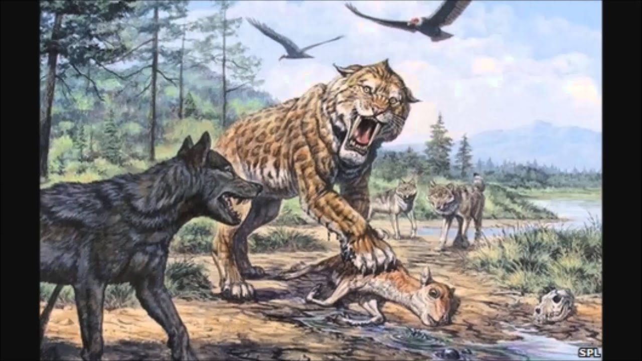 tribute to sabre tooth tiger (Smilodon fatalis) tigre dente de sabre ...