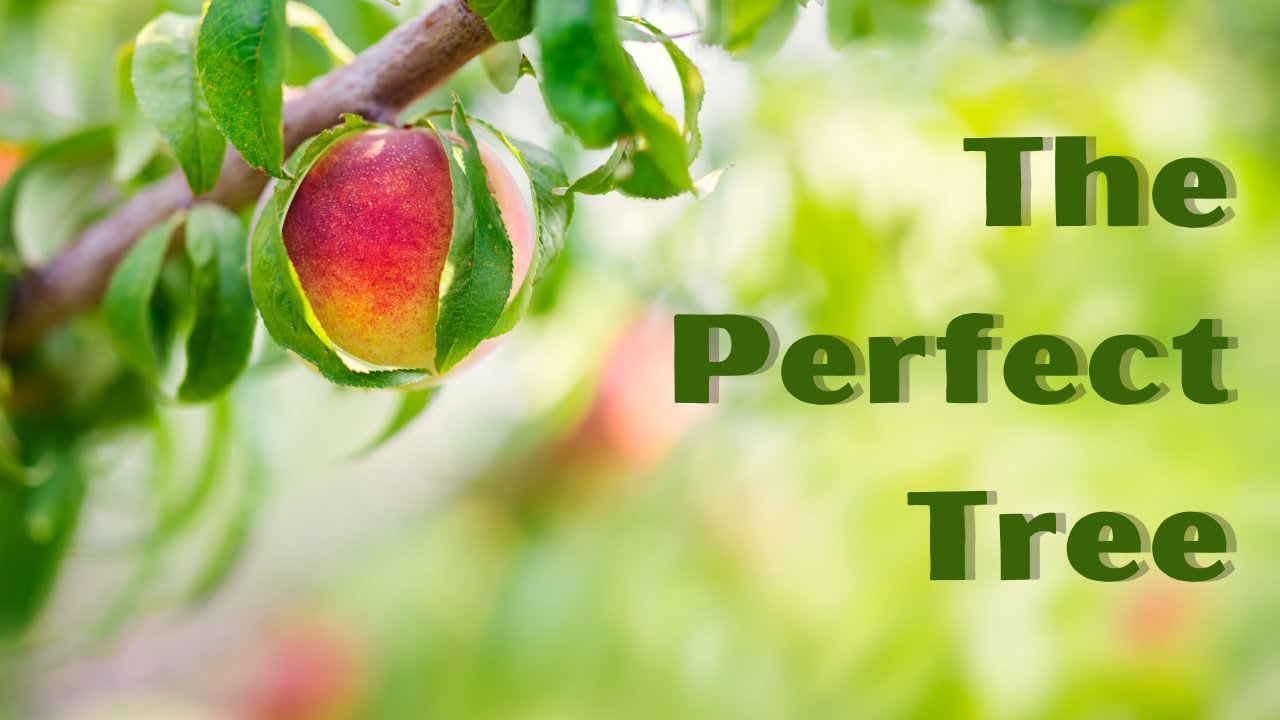 The Perfect Tree/Pastor Randy Millet/Living Proof Church - YouTube