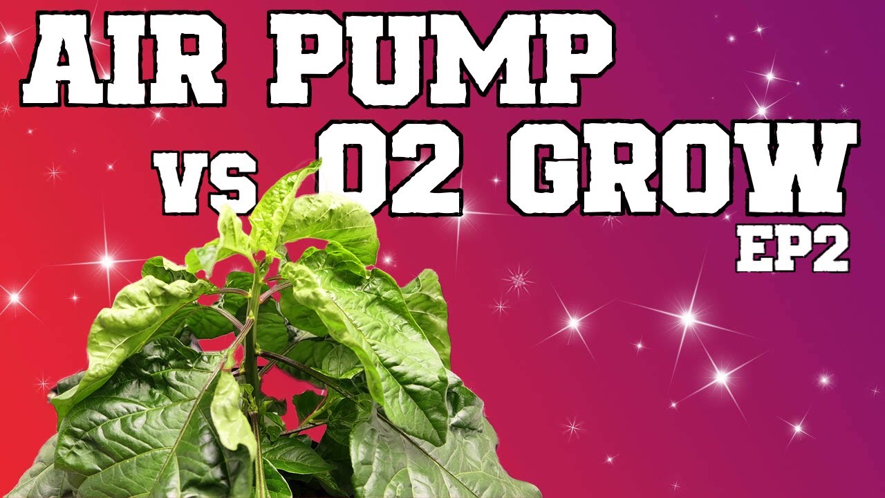 Air Pump vs O2 Grow | Ep.2 - Grow - YouTube