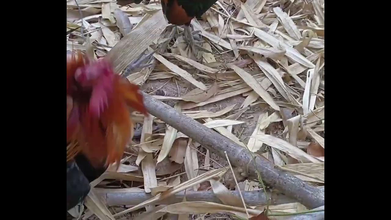 Mus dib qaib tuaj zoo kawg - YouTube