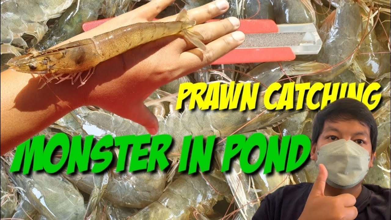 PRAWNS CATCHING IN POND |MONSTER SHRIMP CATCHING - YouTube