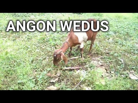 Angon Wedus Dulu Lur~Nek Wes Gede di Dol 😁 - YouTube