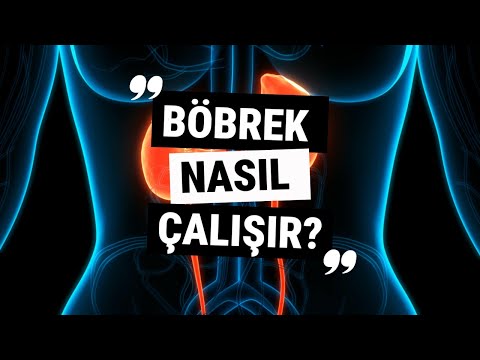 İnsan Böbrekleri Nasıl Çalışır? 3D Animasyonla Tüm Anatomisi ve Görevleri!