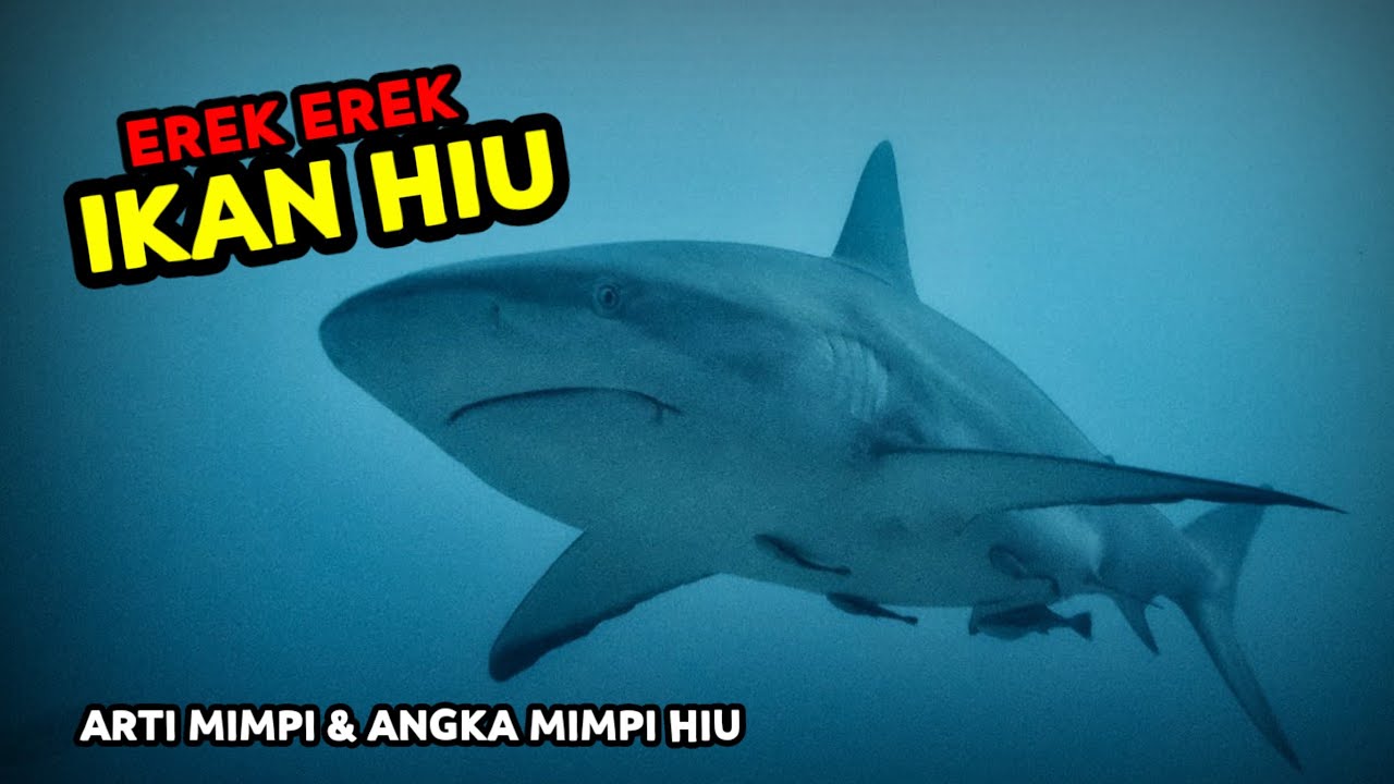 EREK EREK HIU 2D 3D 4D & ARTI MIMPI TENTANG HIU - YouTube