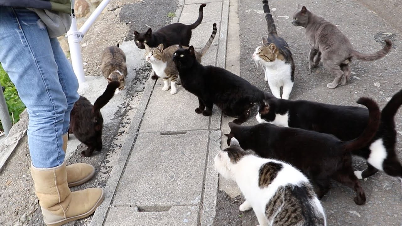 Cats Gather for Food on Japan's Cat Island! - YouTube