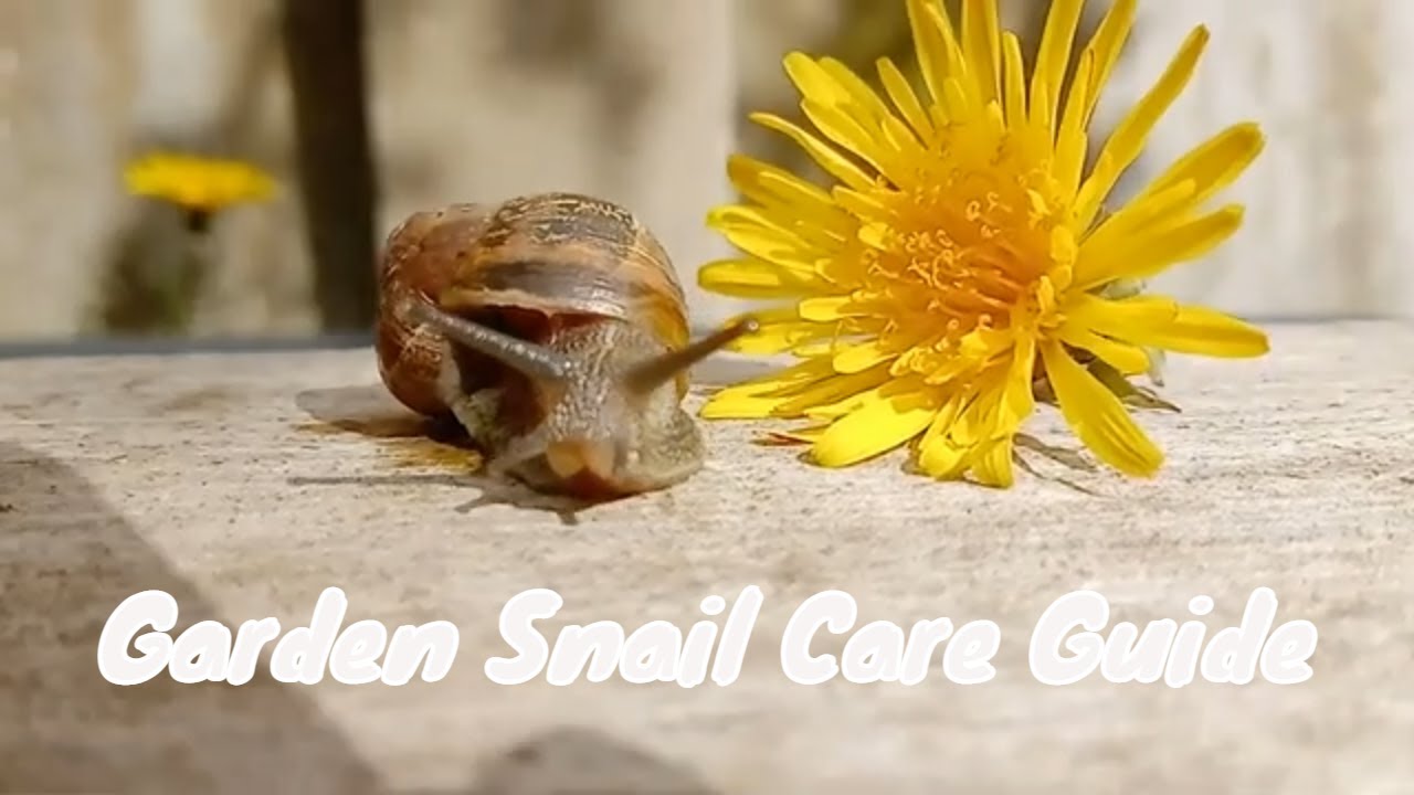 Welcome to - Garden Snail Pet Care Guide - YouTube